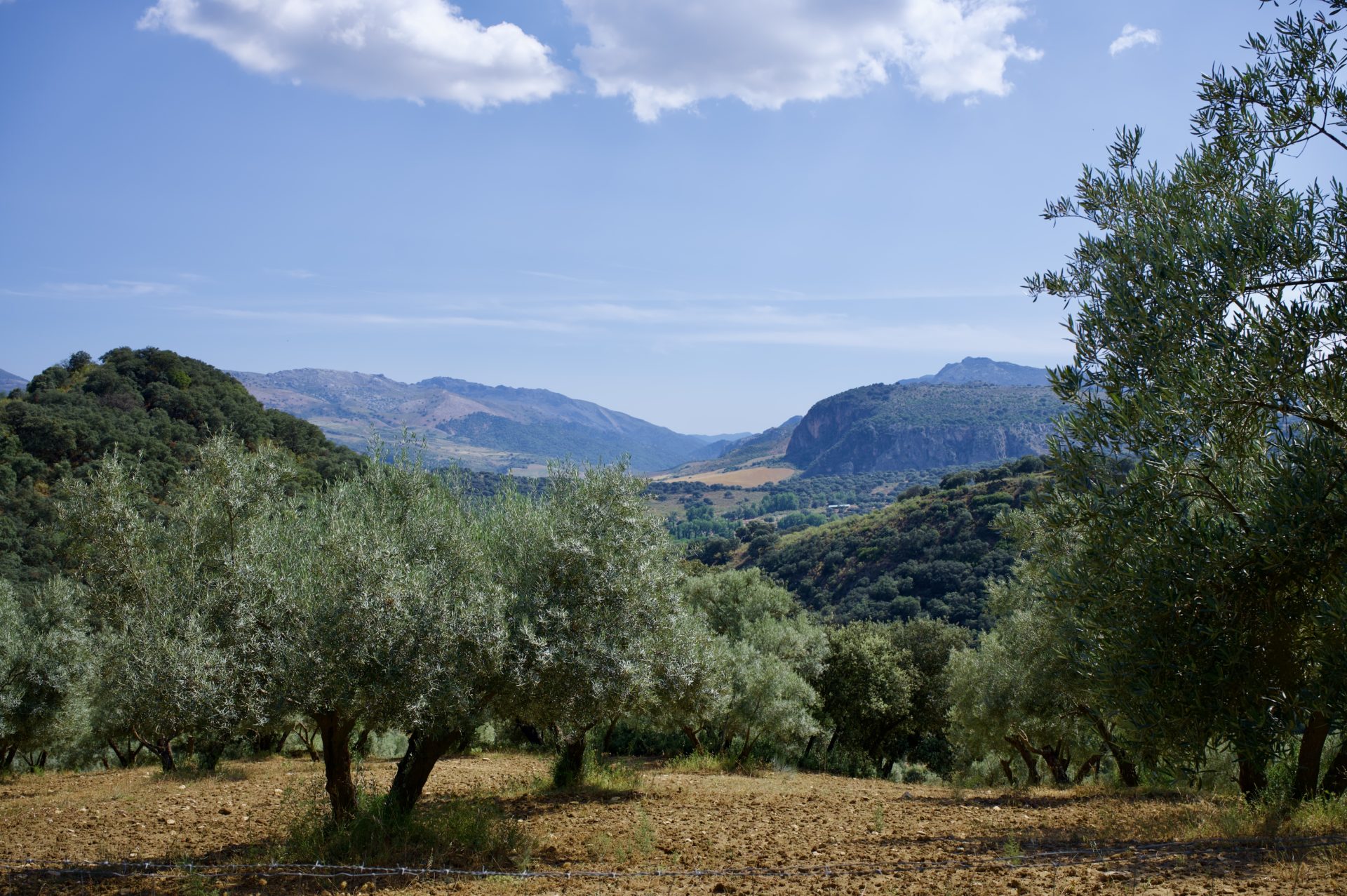 Finest Luxury Country Properties in Andalusia - Villas & Fincas