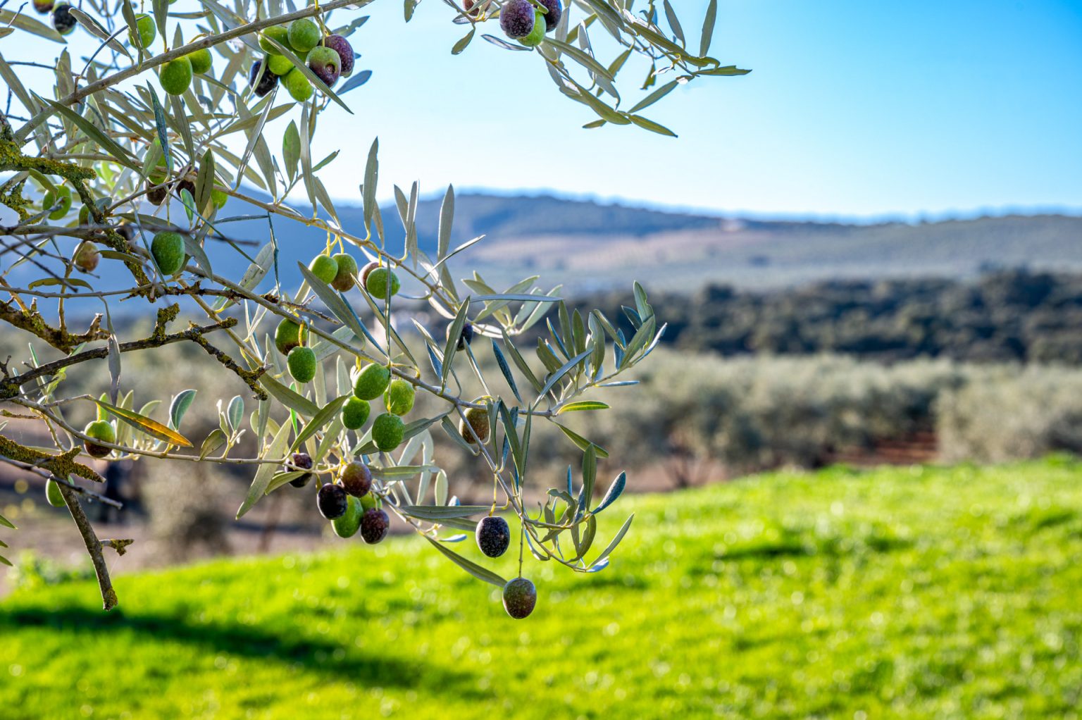 Olive and Wine Farm: Ronda - Villas & Fincas